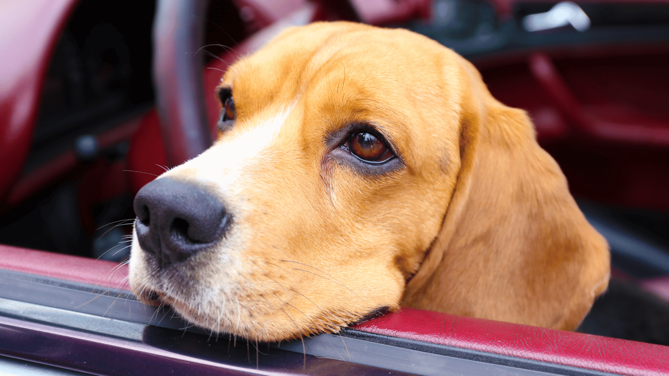 What to Do if Your Dog is Injured in a South Carolina Car Accident?